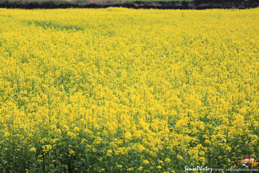 Go Go Korea Spring ~ Udo Island » SensePhotoz