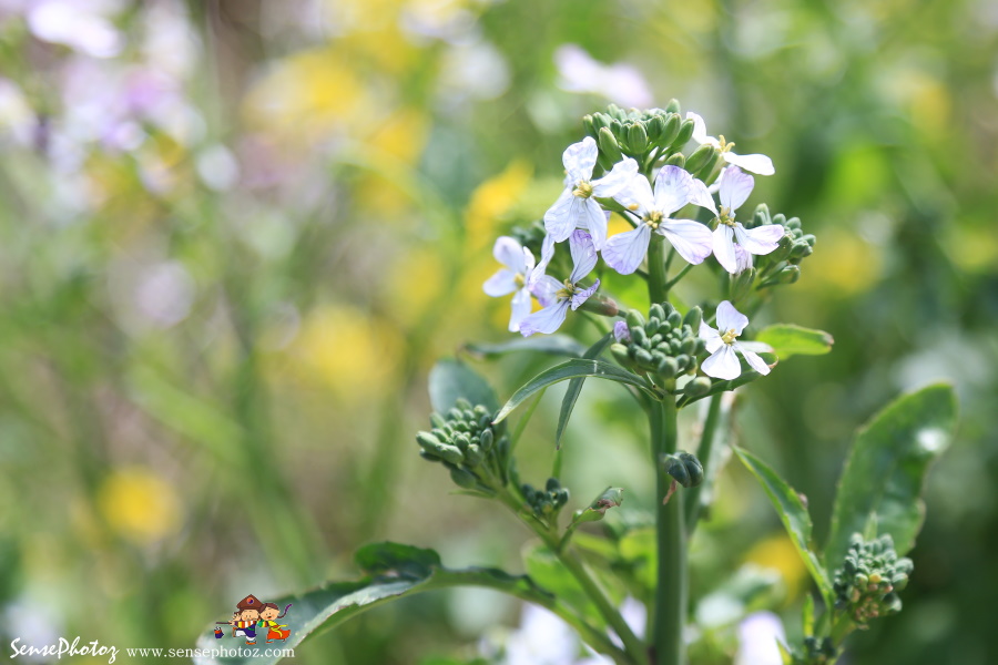 Go Go Korea Spring ~ Udo Island » SensePhotoz