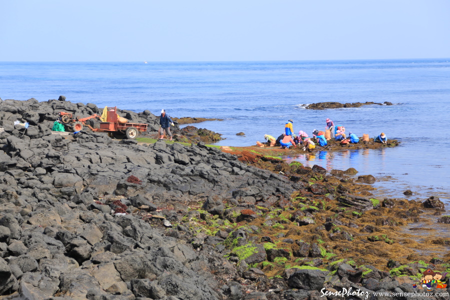 Go Go Korea Spring ~ Udo Island » SensePhotoz