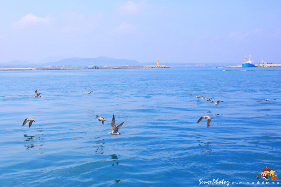Go Go Korea Spring ~ Udo Island » SensePhotoz