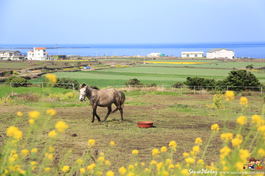 Go Go Korea Spring ~ Udo Island » SensePhotoz