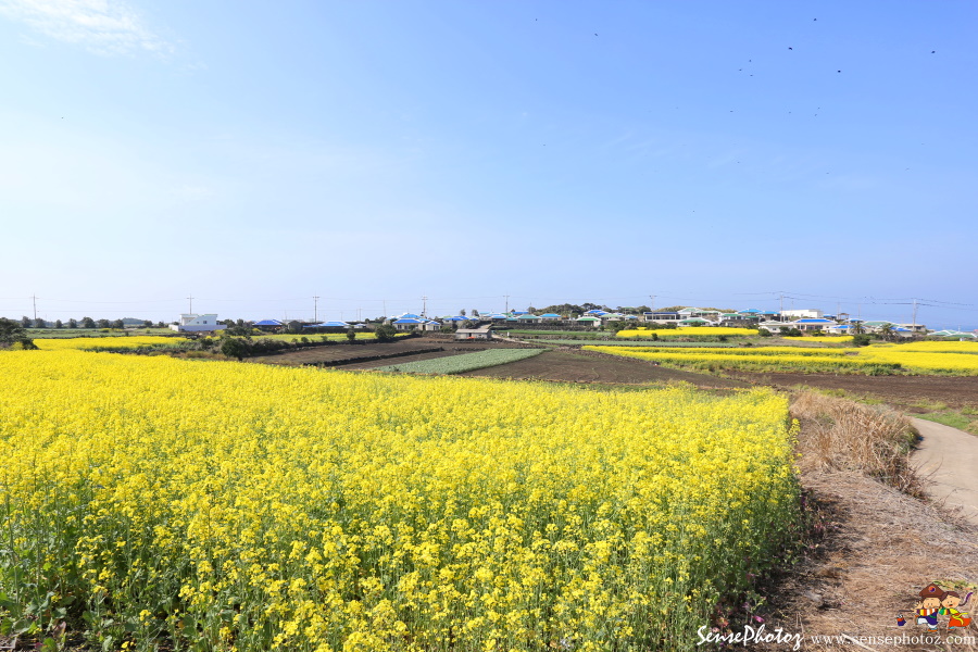 Go Go Korea Spring ~ Udo Island » SensePhotoz